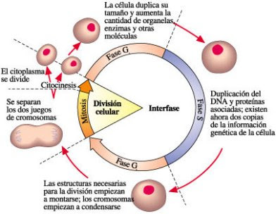 PROYECTO DE BIOLOGIA 2ºA: La Interfase